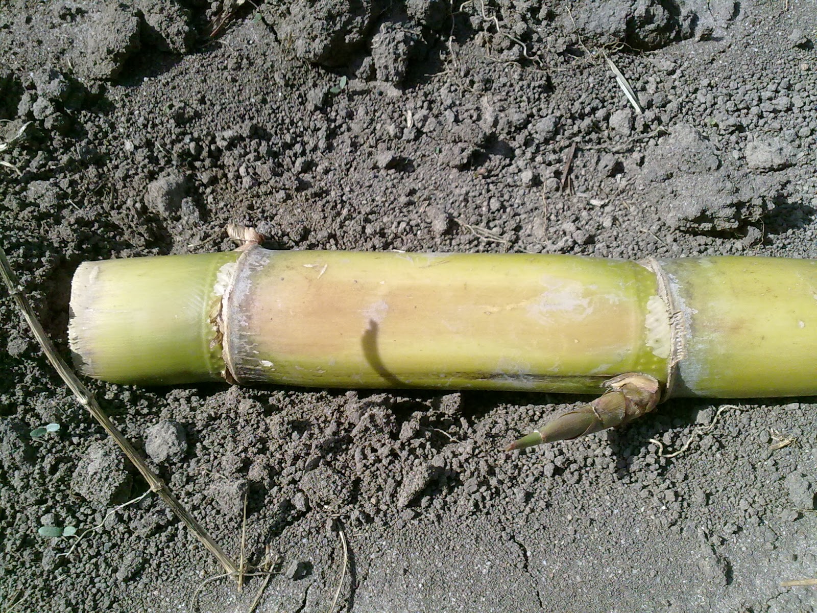 Pembekal Tebu : Penanaman Benih